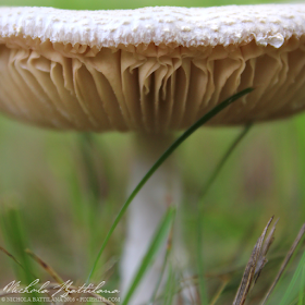 Pixie Hill: Rain, toadstools and a WIP