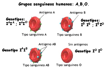La biología inteligente: Alelos Múltiples