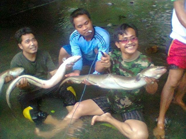 Batetangnga Pilih Ikan Sidat/masapi ketimbang Ayam Panggang | Imformasi ...