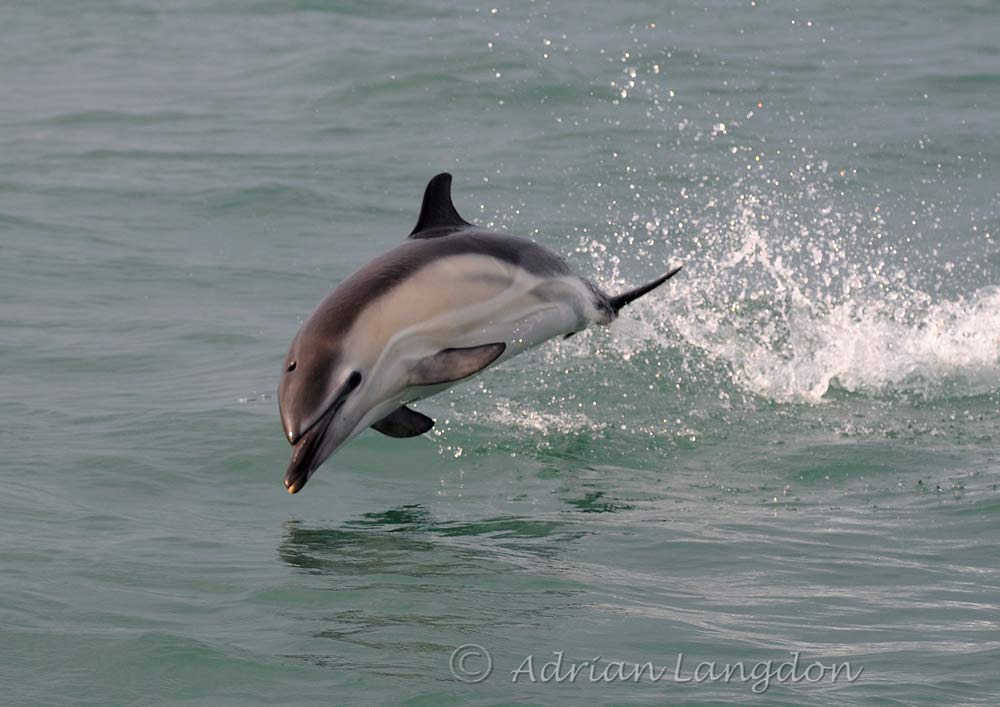 images-naturally!: Common Dolphins, North Cornwall 2nd & 3rd Nov 2017