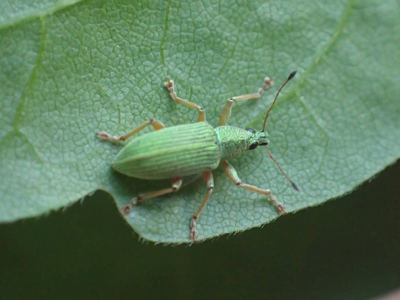 Birds and Beer: NORWICH: A selection of garden insects