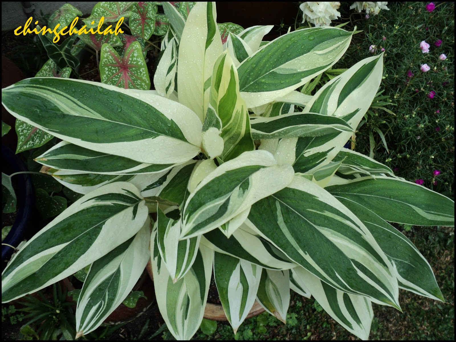 Simple Living In Nancy: Growing Variegated Araru Plants In My Garden