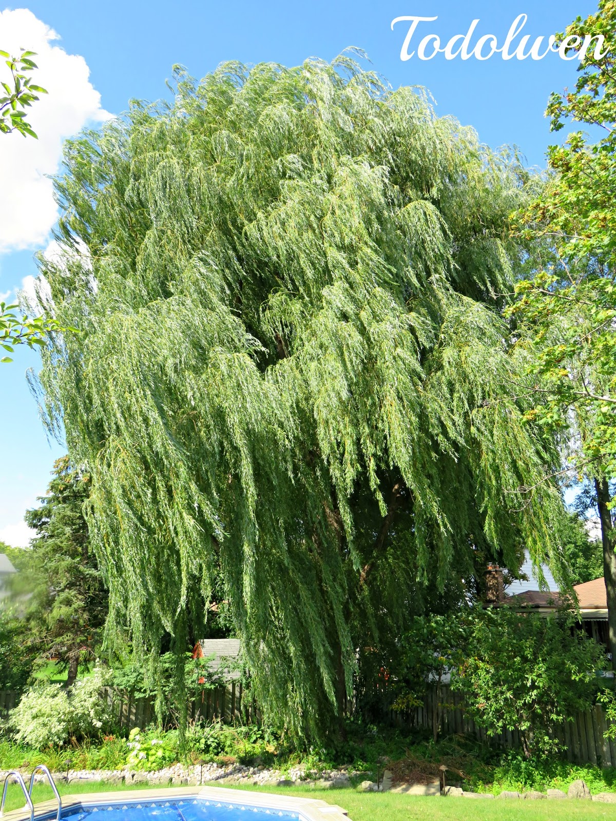 Todolwen: Our Beautiful 'Shorter' Willow Tree