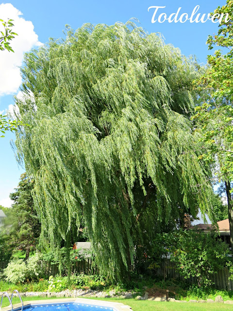 Todolwen: Our Beautiful 'Shorter' Willow Tree