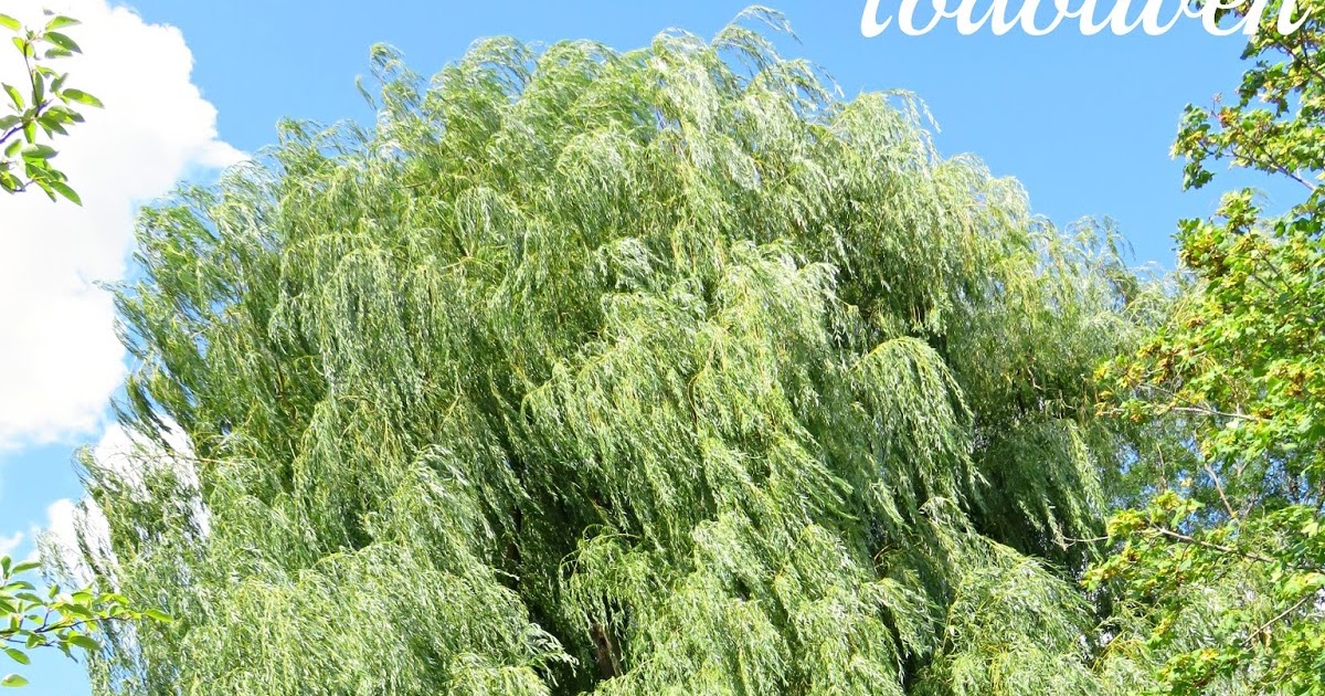 Todolwen: Our Beautiful 'Shorter' Willow Tree
