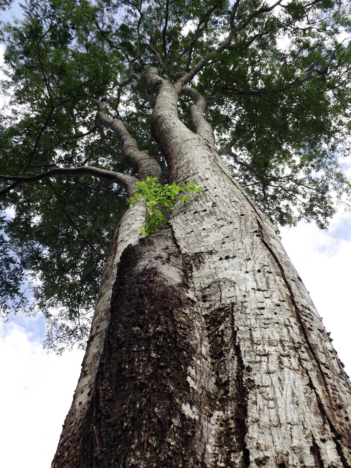 natureza selvagem: Angico-vermelho