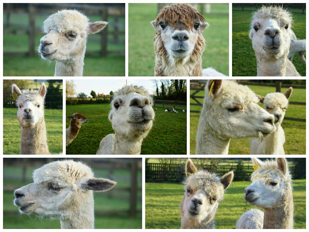 The 3 Alpacas - Norman, Kevin and Trevor Pet Portraits Dorset UK artist ...