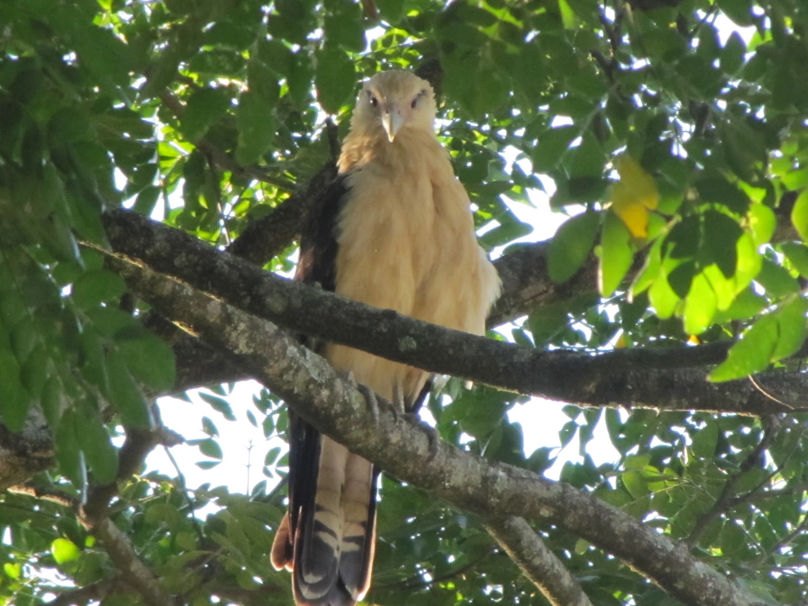 ULAQUE: La pigua (Milvago chimachima) posado en la copa del saman de ...
