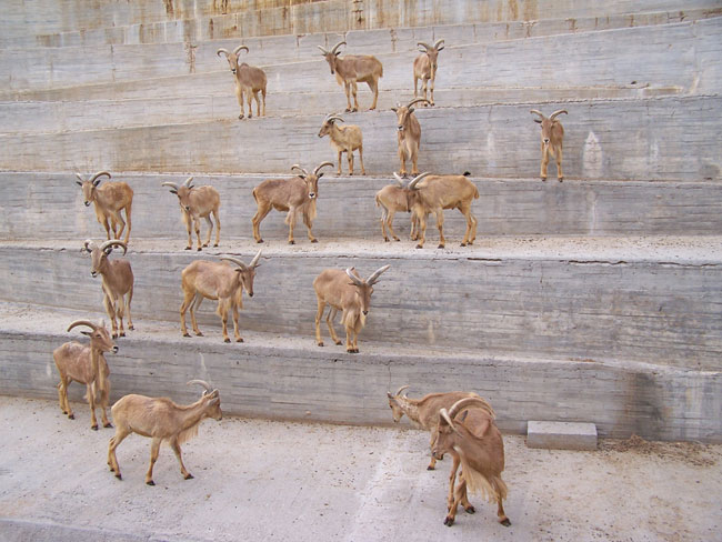 AUULLIDOS por LOBOLOPEZZ: #60. ANIMALADA - BEASTLY