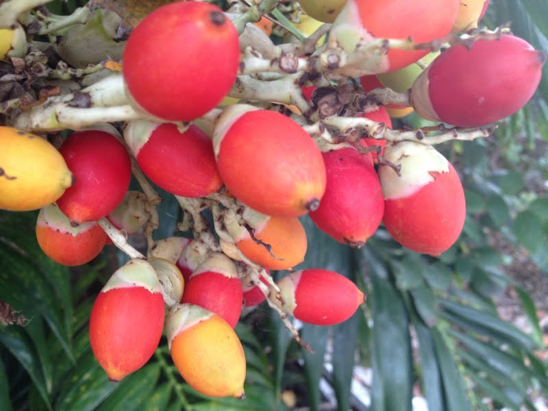 floridacreate: Palm Tree Seeds