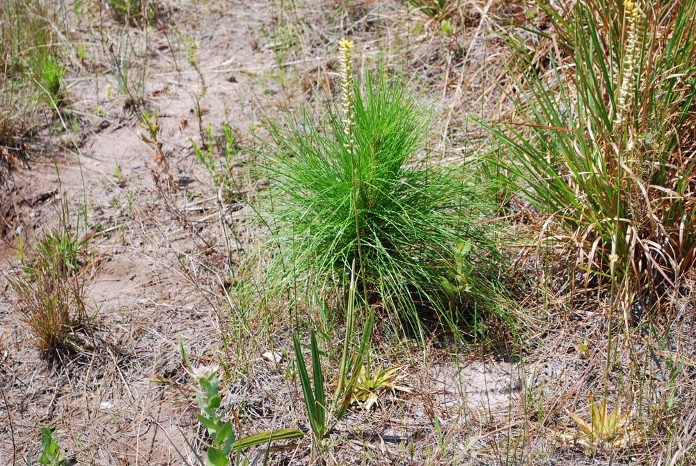 Space Coast Wildflowers: Malabar Scrub Sanctuary, May 6, 2012