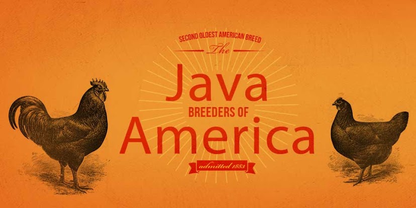 Java breeders: Jim Ward's Brief History of the Java Chicken Breed