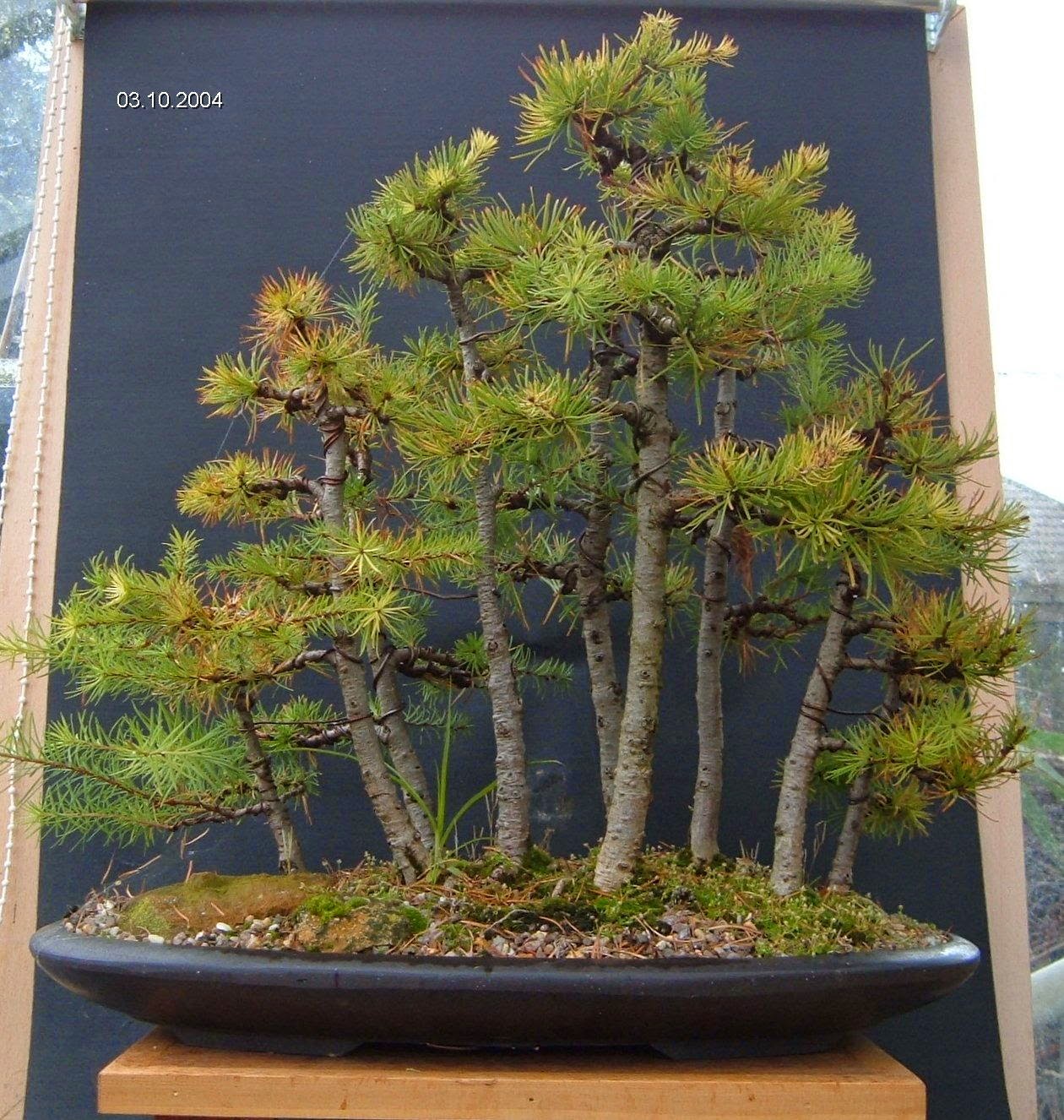 MiKo Bonsai: Larch Group Planting Progression photos