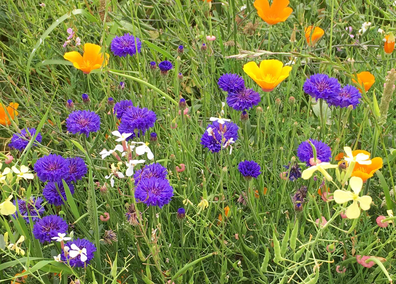 Cat Patches: Wonderful Wildflowers