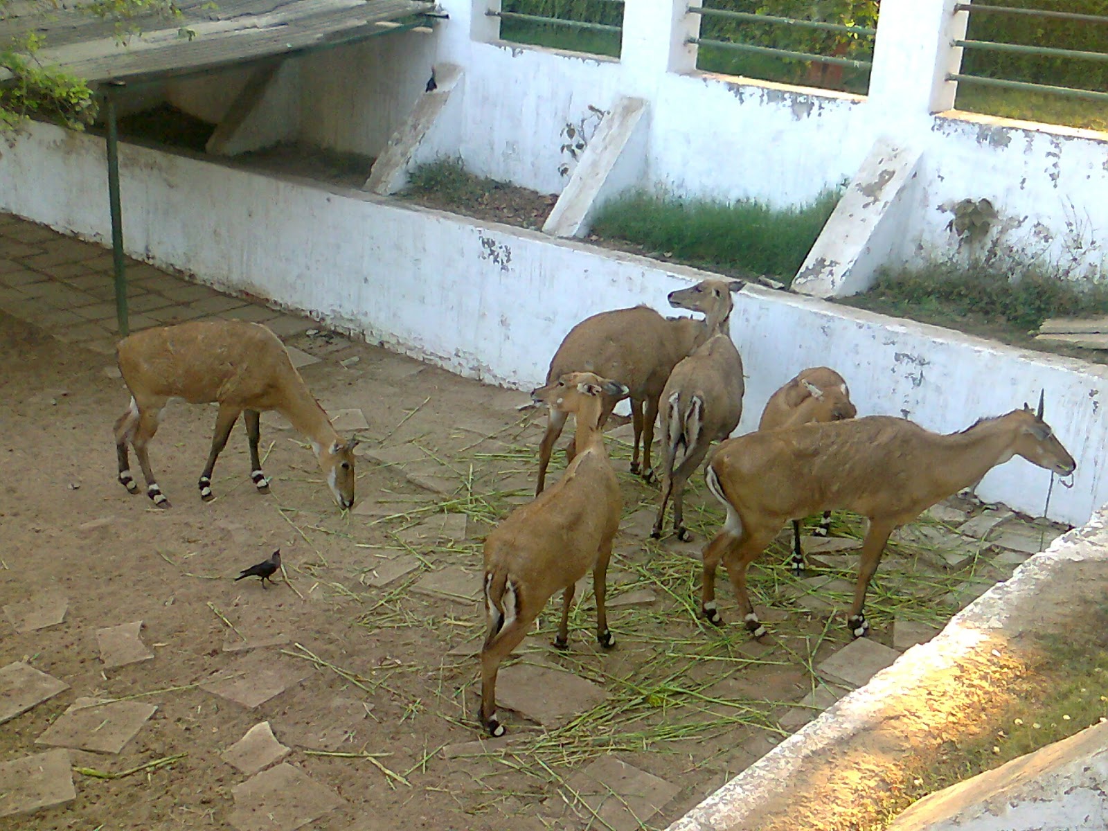 Kamla nehru zoo kankaria zoo ahmedabad - Green Ahmedabad: