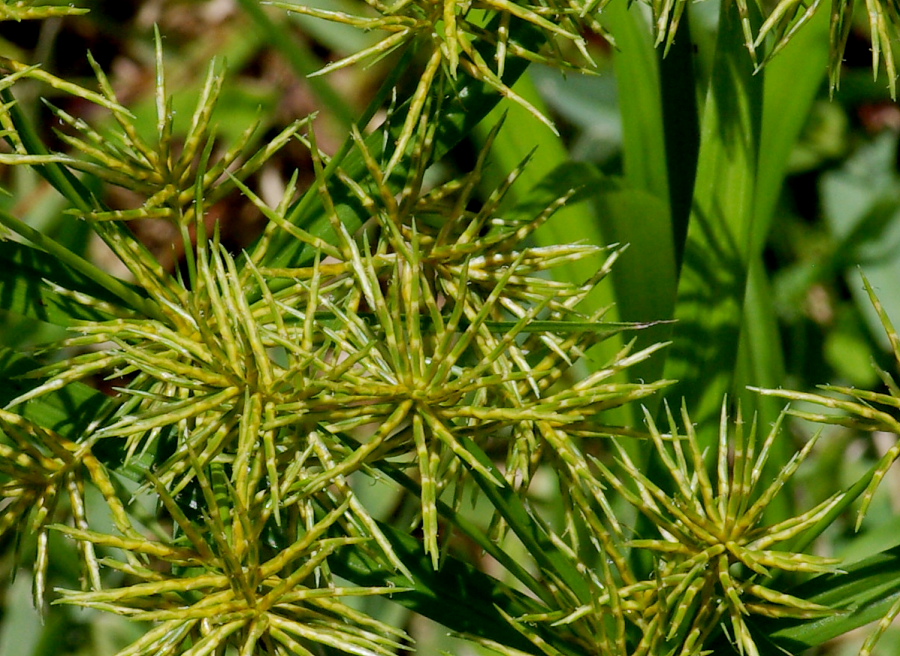 Rufino Osorio: Two Flat Sedges – Cyperus haspan and Cyperus odoratus