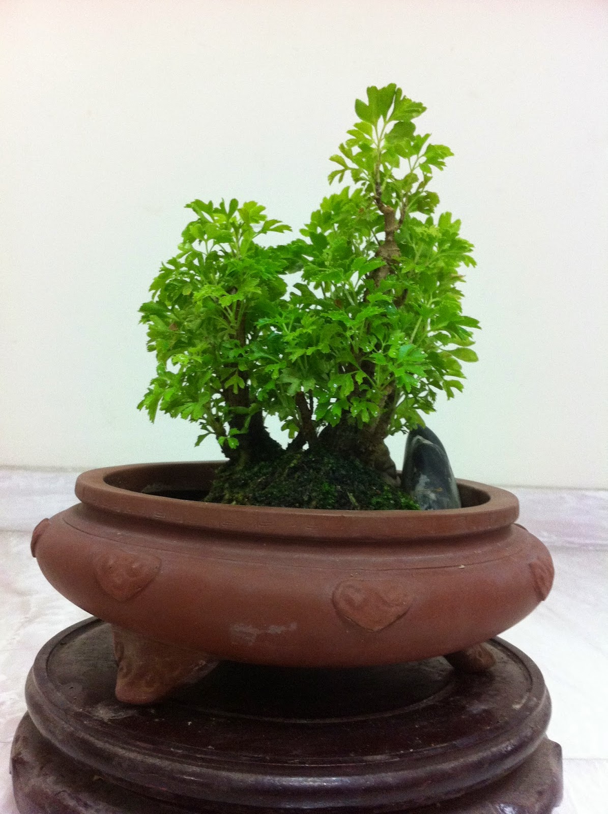 Let's Get Some Fun: Polyscias Bonsai
