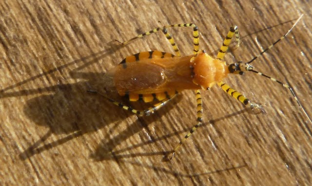 Springfield Plateau: Sycamore Assassin Bug