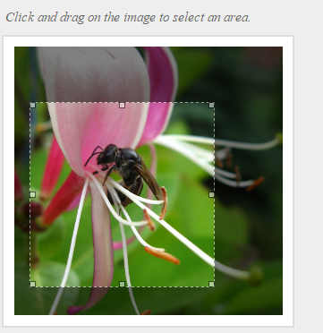 7 Best jQuery Image Crop and Resize Plugins with Examples - ASP.NET,C# ...
