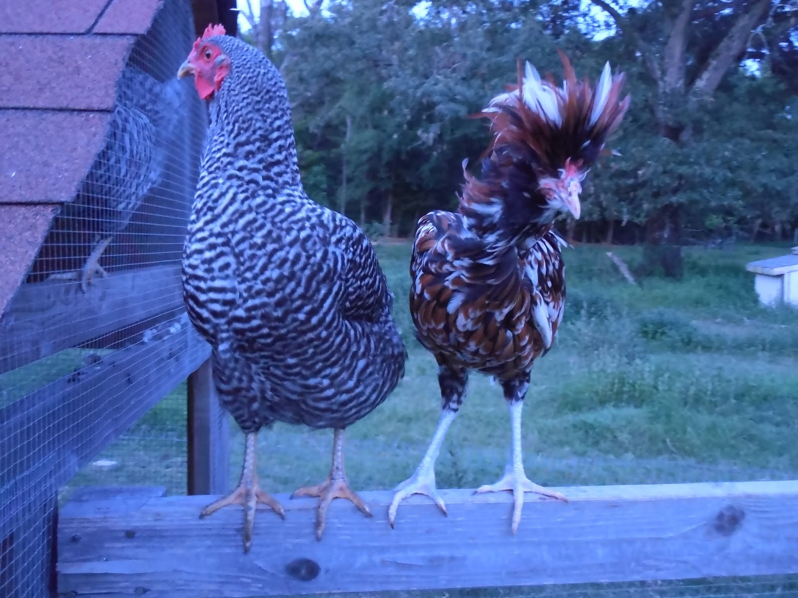 The Hippie Chicks: Chickens to Hatch, For Sale, What We Have (Chicken wise)