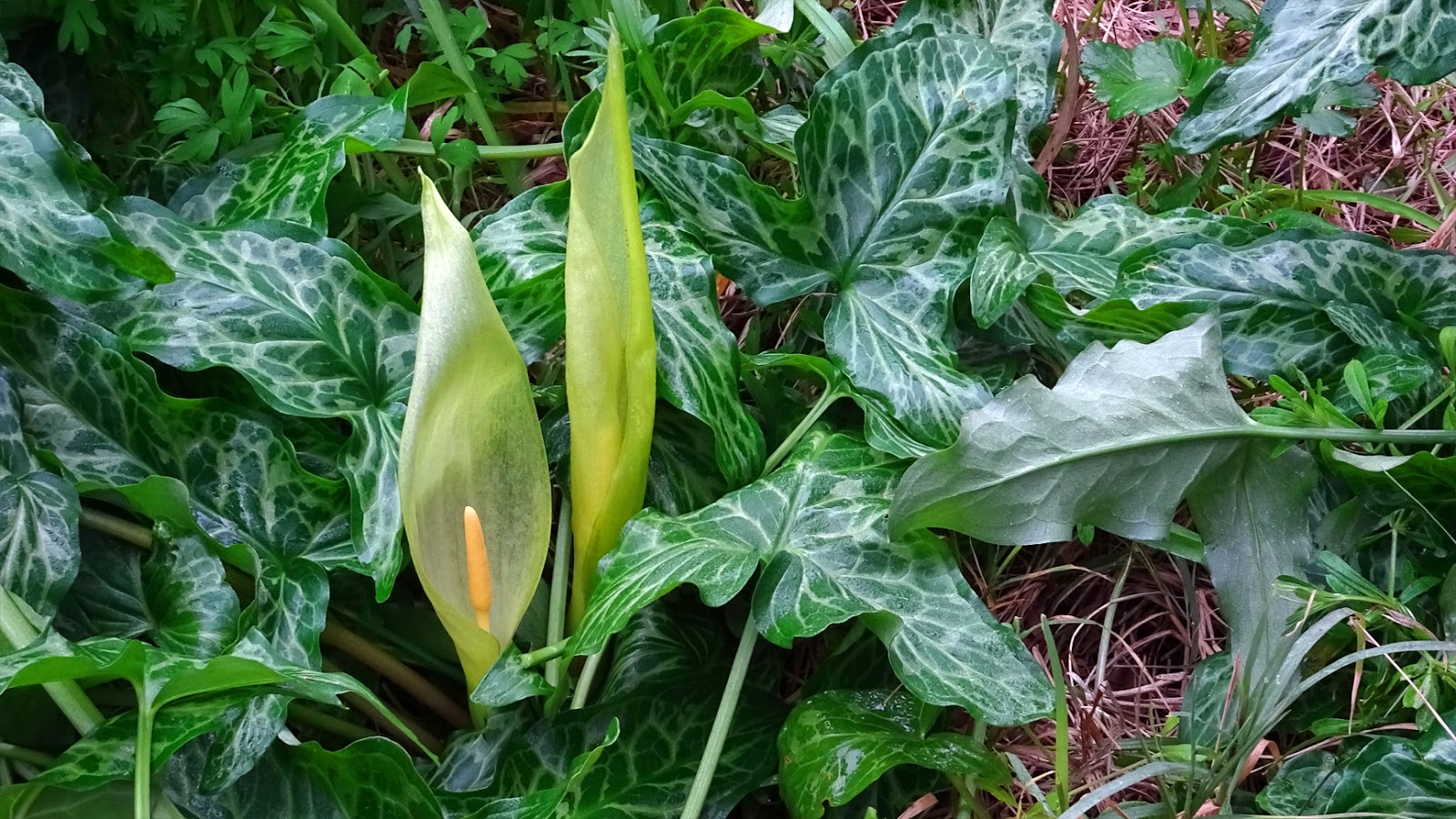 MAP: MELBOURNE WEEDS 14 - ITALIAN ARUM