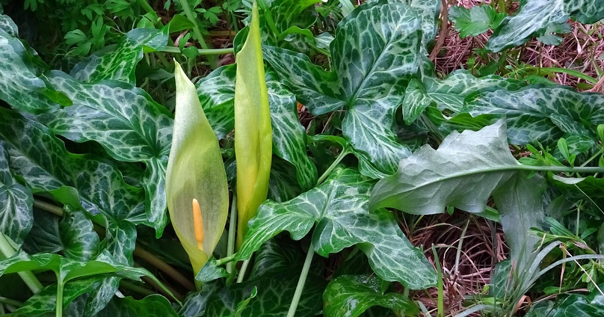 MAP: MELBOURNE WEEDS 14 - ITALIAN ARUM