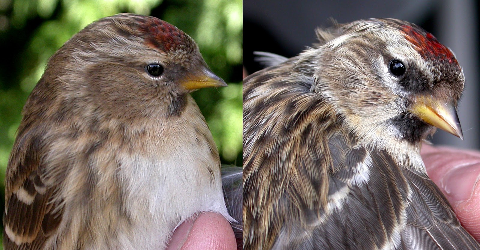 Worcestershire Redpolls and separation guide: Worcestershire Redpolls ...