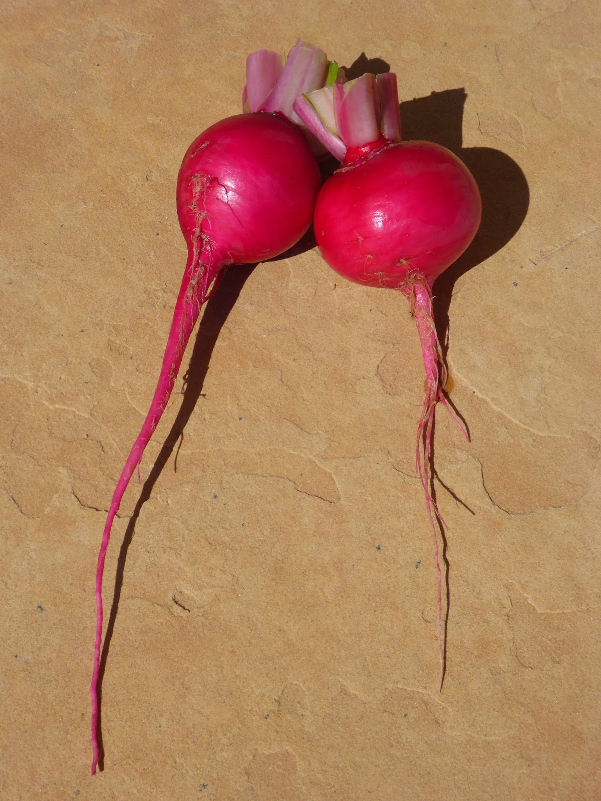 From Seed To Table: May 2016