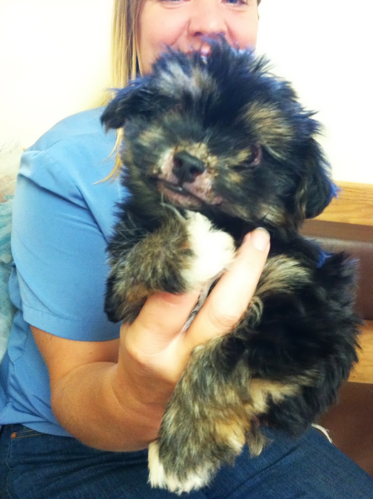 Diary of a Real-Life Veterinarian: Puppy Strangles, Beau's Story