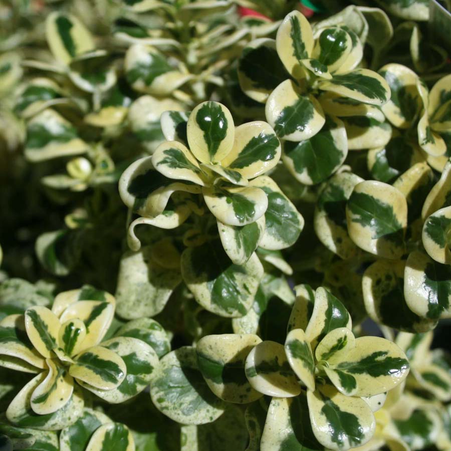 Pennsylvania Street Gardens: Plant Profile: Coprosma