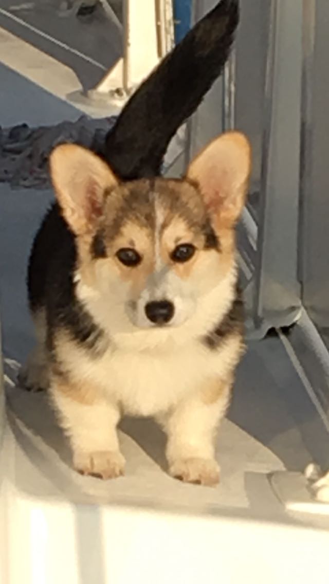 Pembroke Welsh Corgi Mexico: Cita y Requisitos