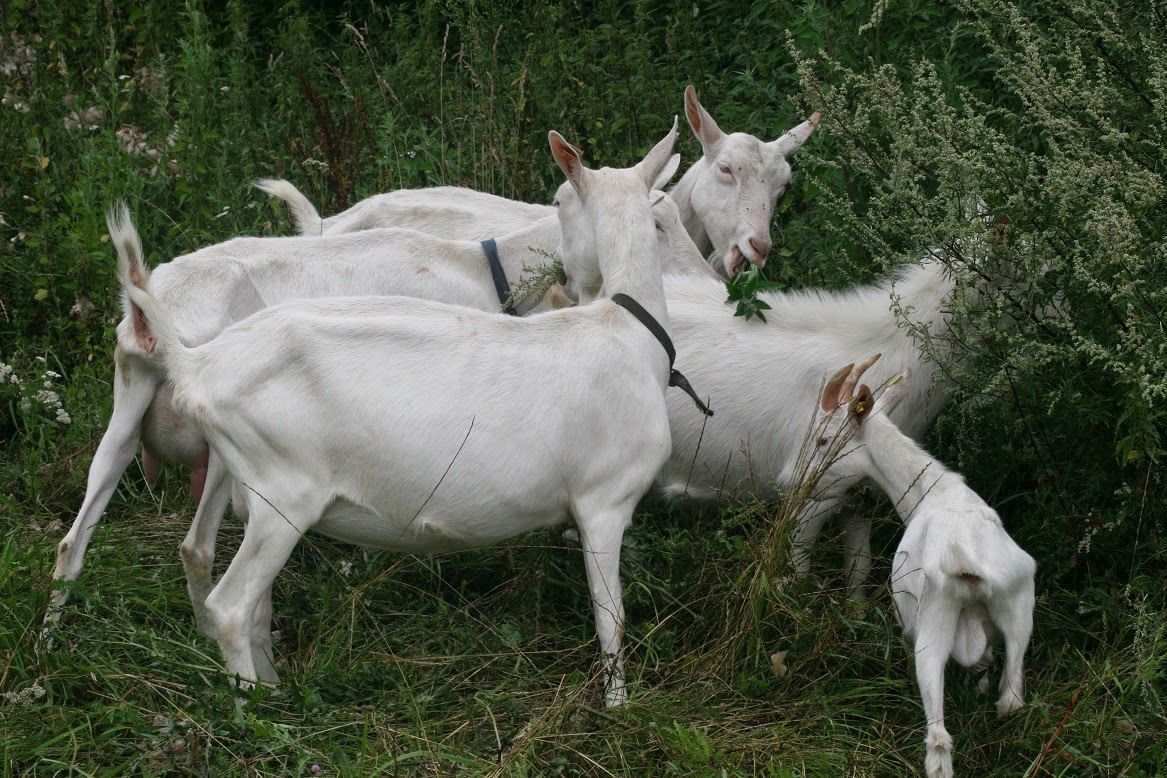 capre de lapte si de carne din import: 2014