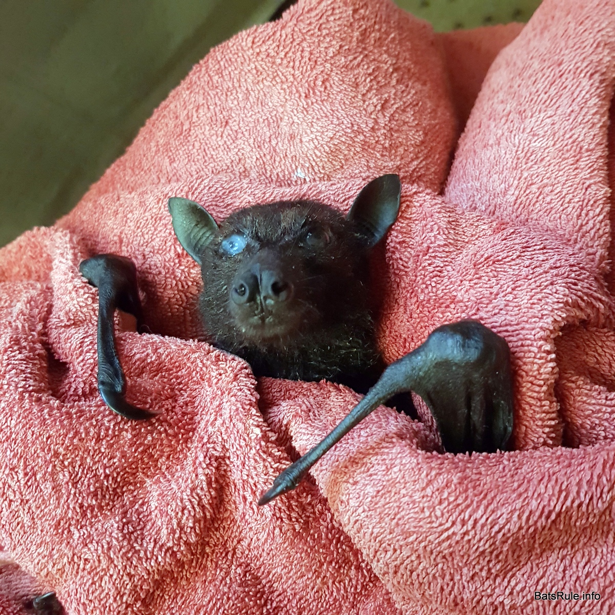 Rescue | Megabat black female malnutrition plus updates