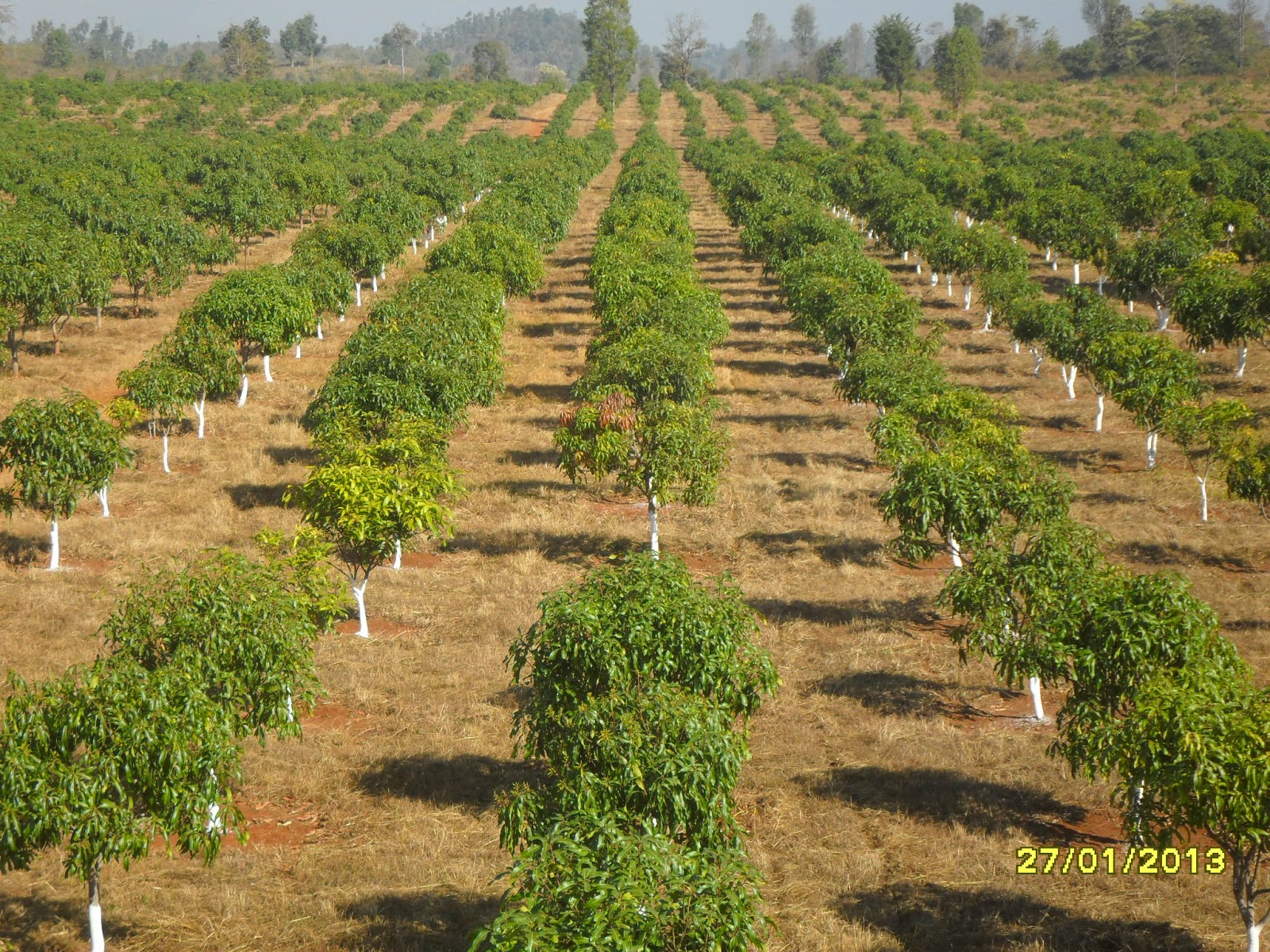 Other Plantation Project - HTOO Plantation
