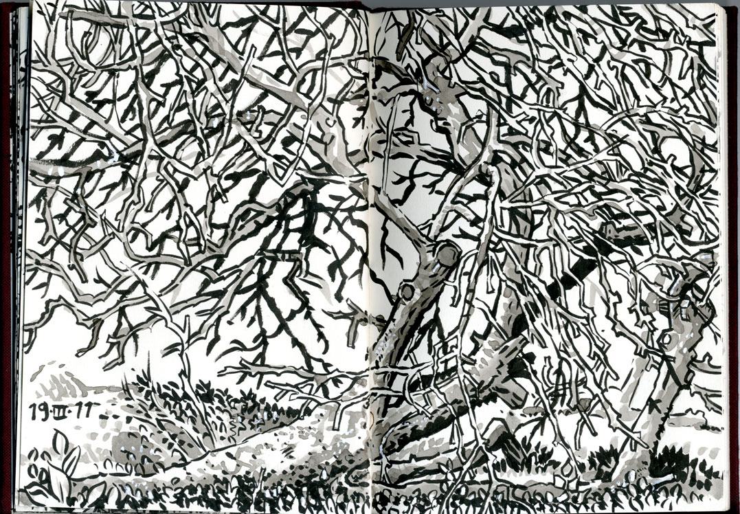 Simon Gane: Apple tree sketches