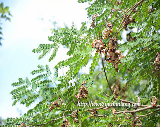 Kenangan Yuchuilang: Pokok Saga Dan Biji Saga