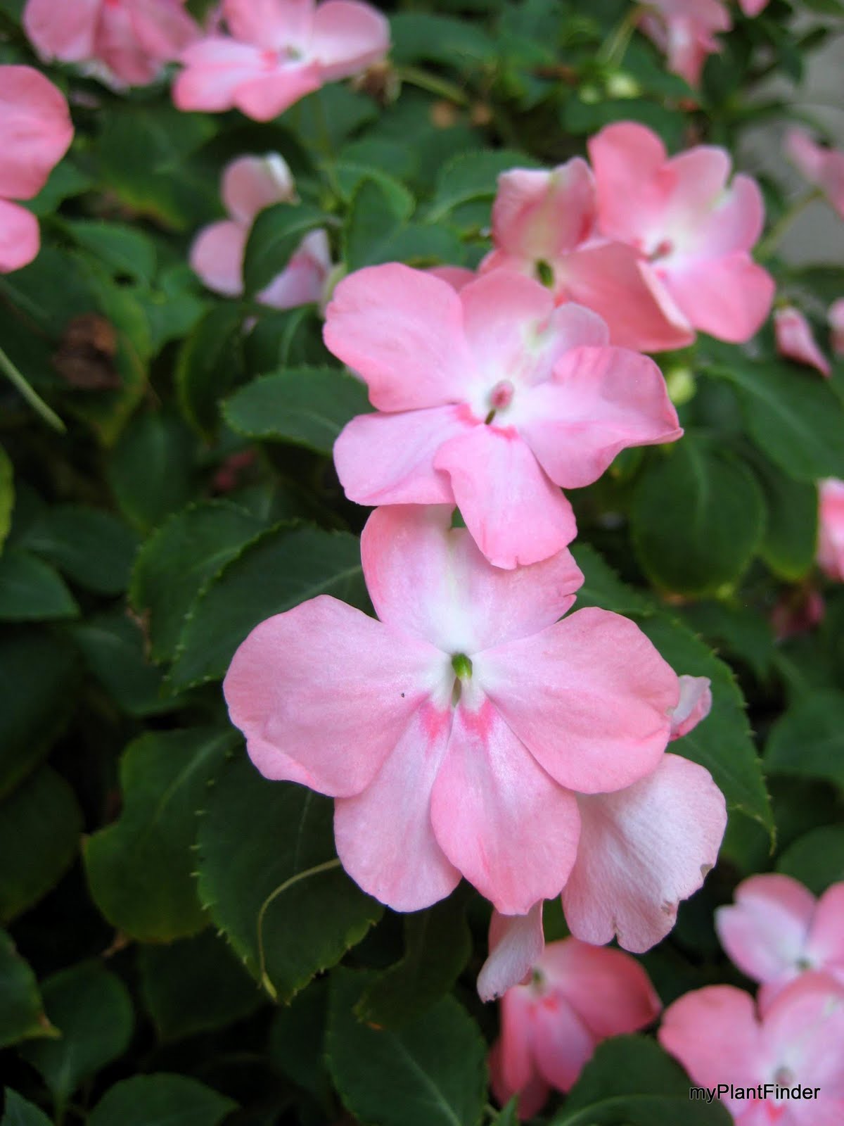 MY PLANT FINDER | Plant Guide: Impatiens walleriana cvs.