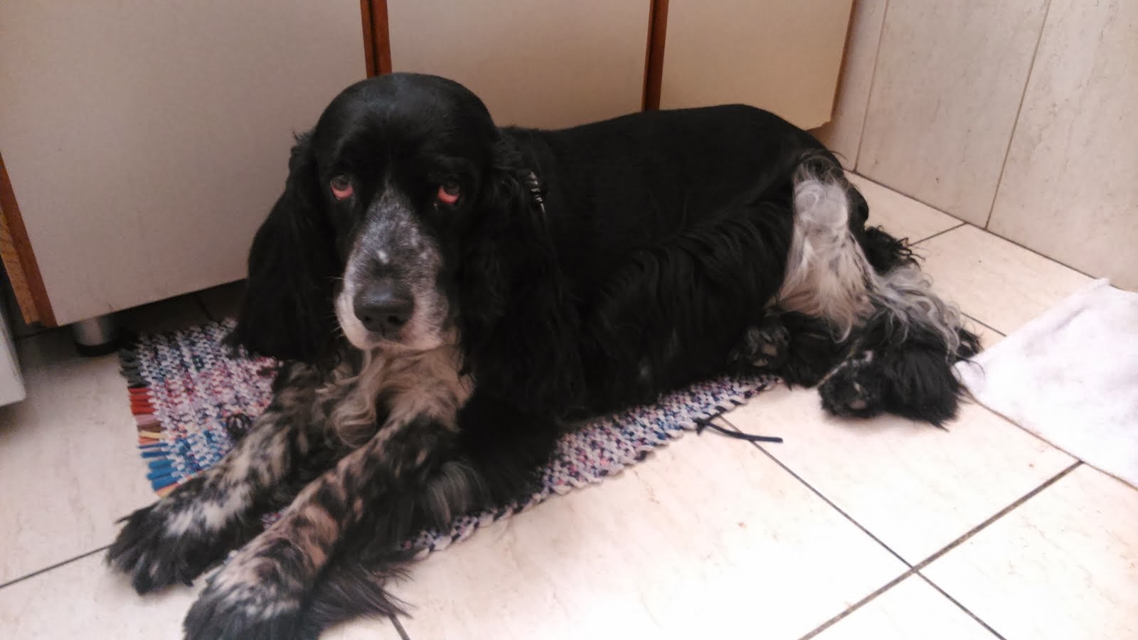 Adote, Não Compre!: ADOTADO em jan/2014!!! Juno, puro cocker gigante ...