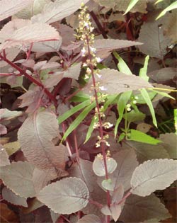 KHASIAT DAN MANFAAT MAYANA UNTUK BATUK DAN TBC ~ KHASIAT DAN MANFAAT ...