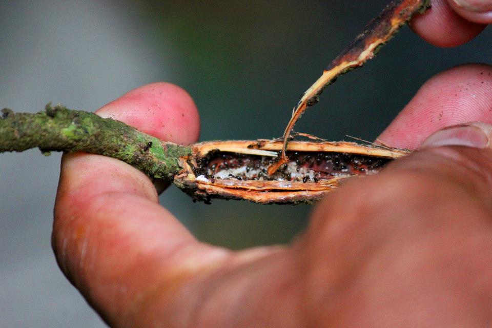 En Ecuador, aprendiendo y viajando: GIANT TIPUTINI POST - Week of 9/3/12
