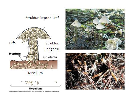 Struktur dan Fungsi Tubuh Jamur
