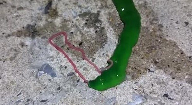 Heboh Video Cacing Hijau Raksasa Mirip Monster - Hari Hari Sehat Bersama