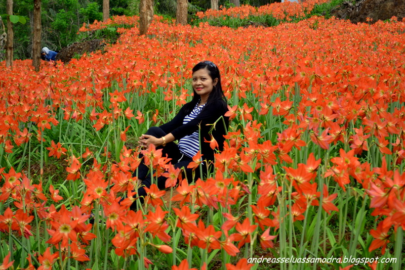 Fantastis 28+ Foto Bunga November - Gambar Bunga Indah