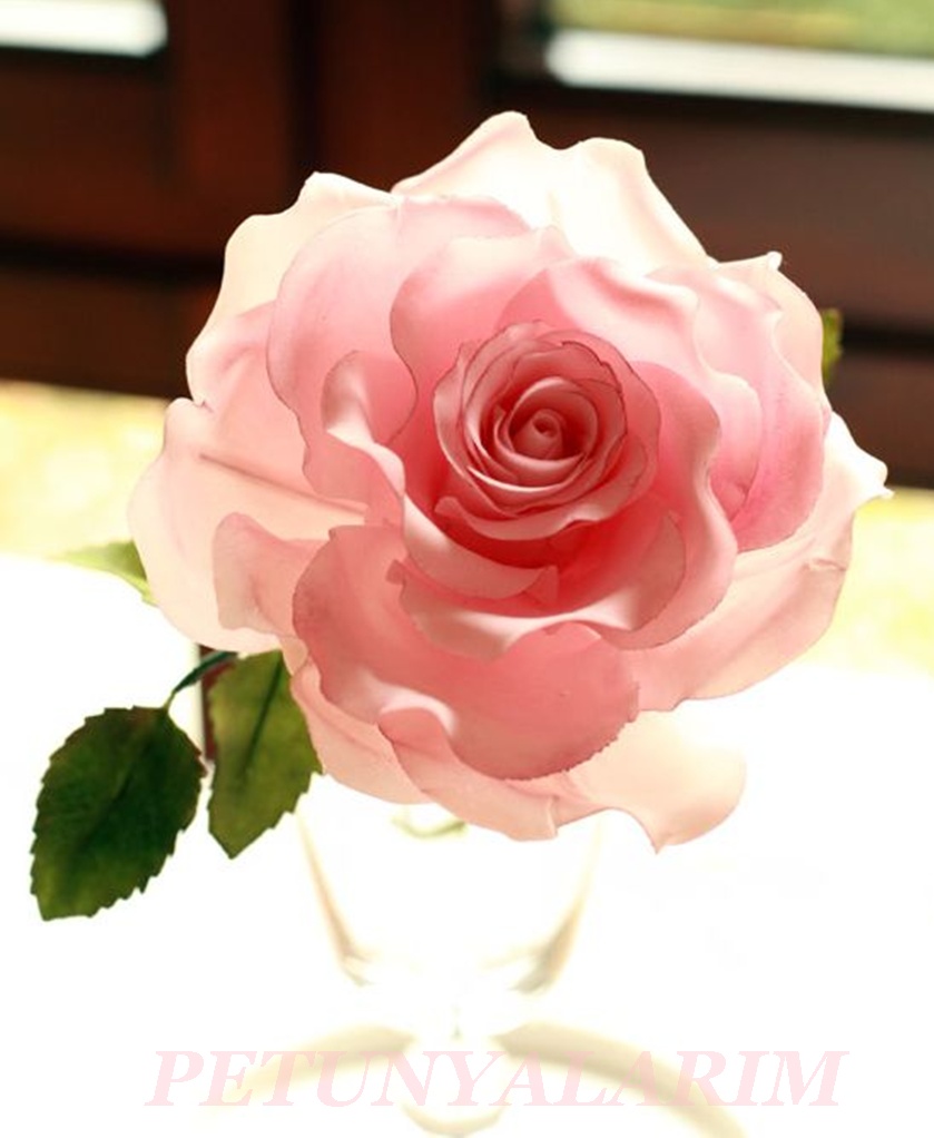 SEVGILI ZEHRA`MIN ELINDEN, PEMBE GÜL..:) | PETUNYALARIM