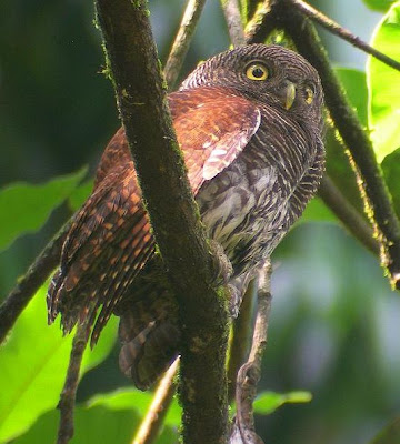 Sri Lankan Endemic Birds: Pitathabala Vana-Bassa - The Chestnut-Backed ...