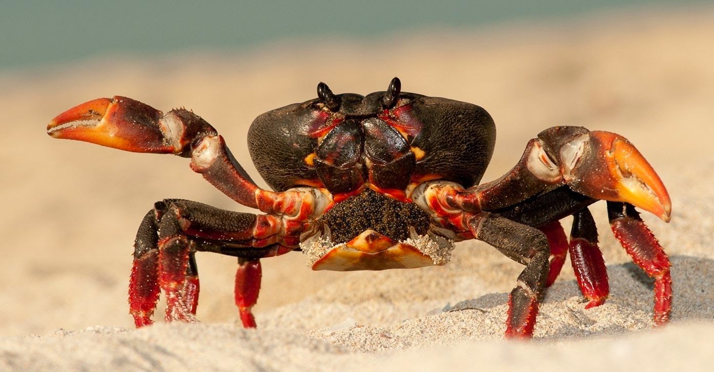 LLUVIA CON TRUENOS: Crustáceos