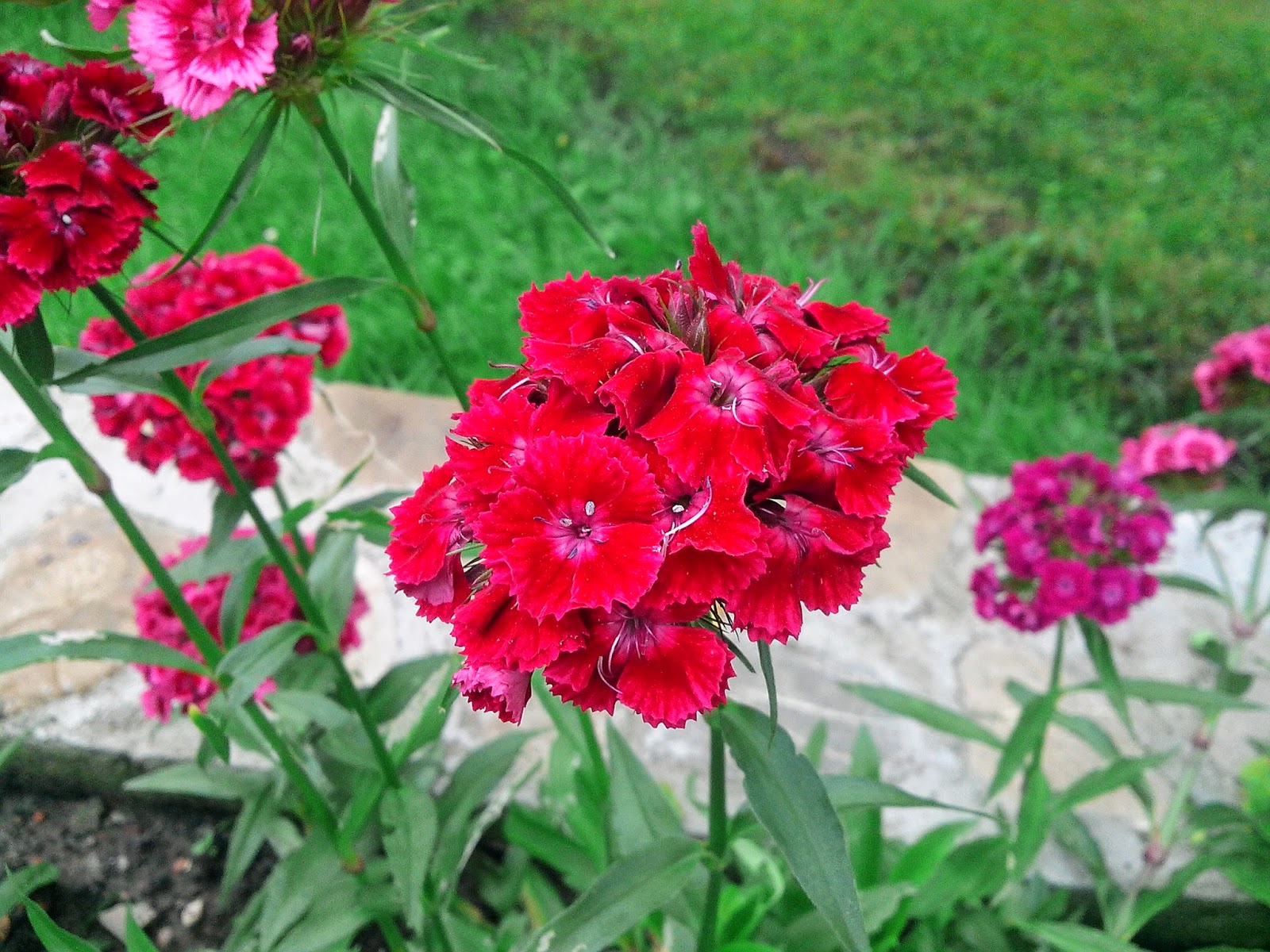 Explorator prin viata: Garofite