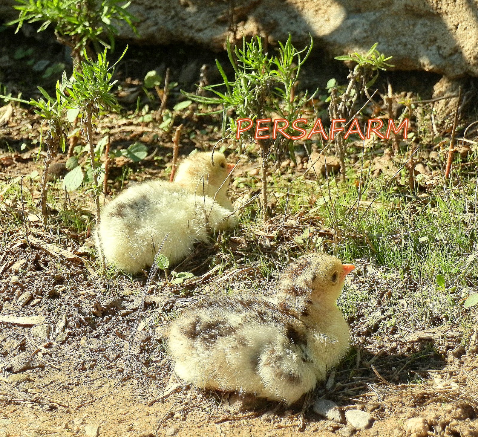 PERSAFARM: ¡Qué pavada!
