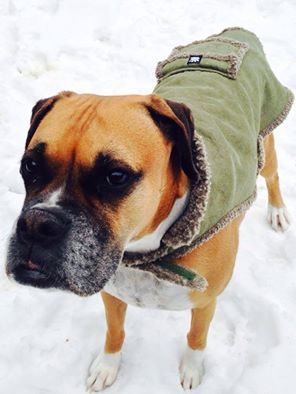 AzEIN: Cold weather safety tips for pets