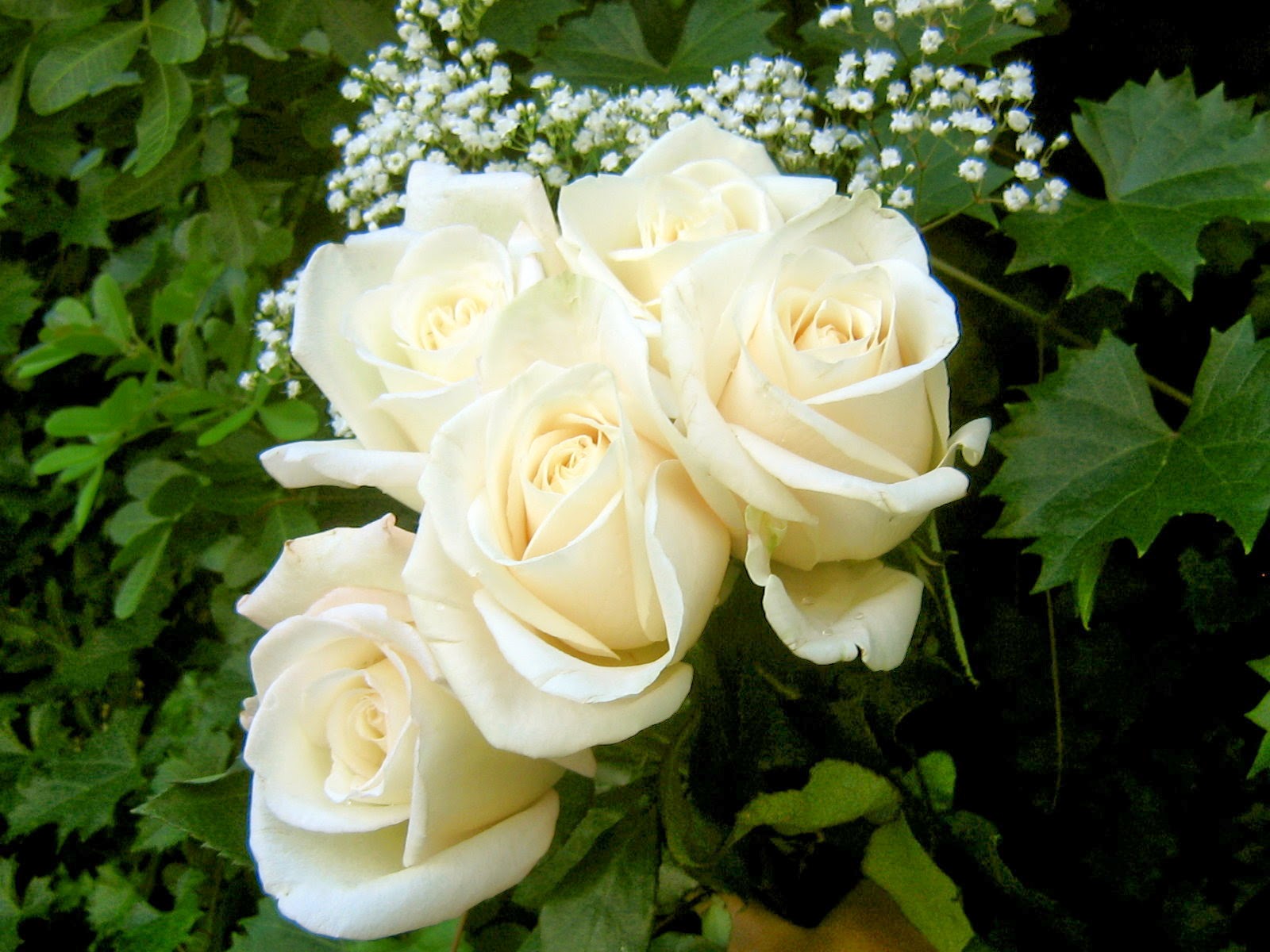 White Roseshttp://my143rose.blogspot.com/